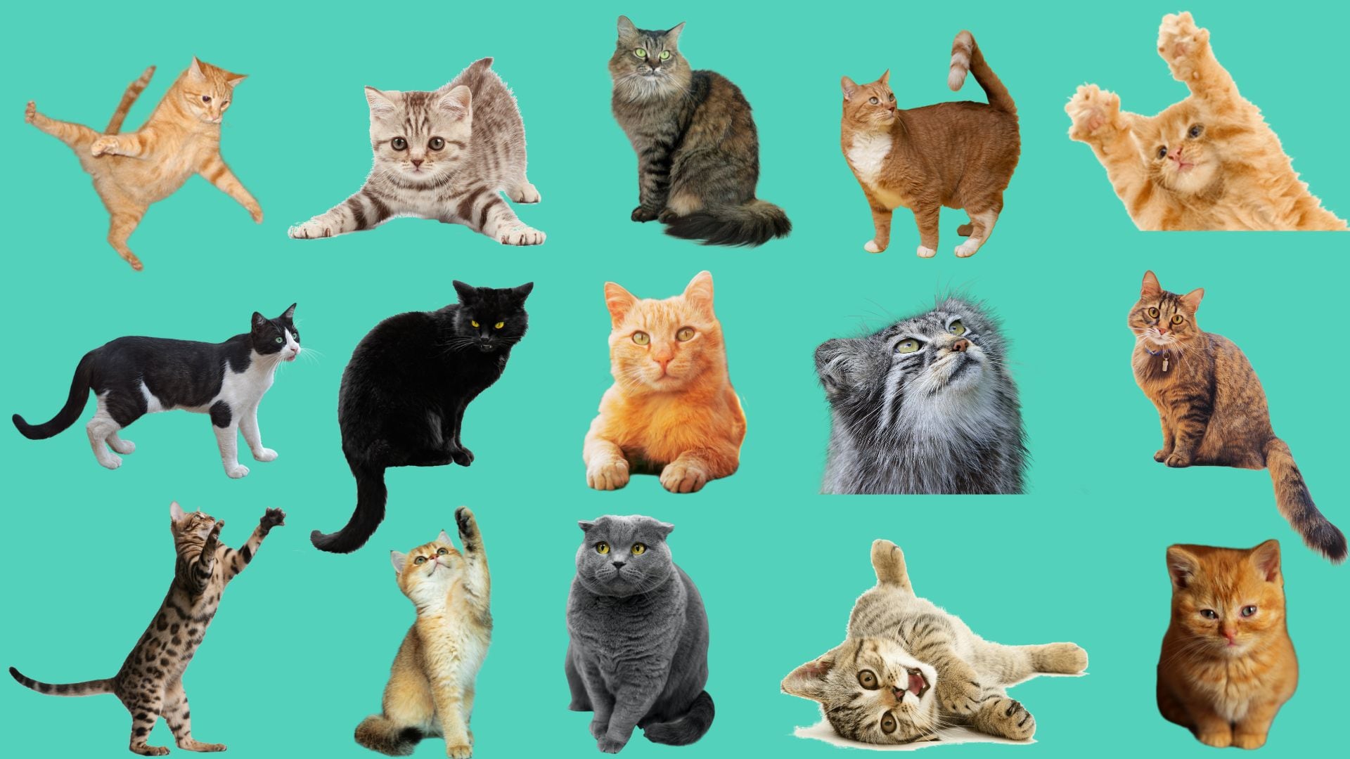 Día Internacional Del Gato ¿cuál Es El Origen De Esta Celebración Y 5609