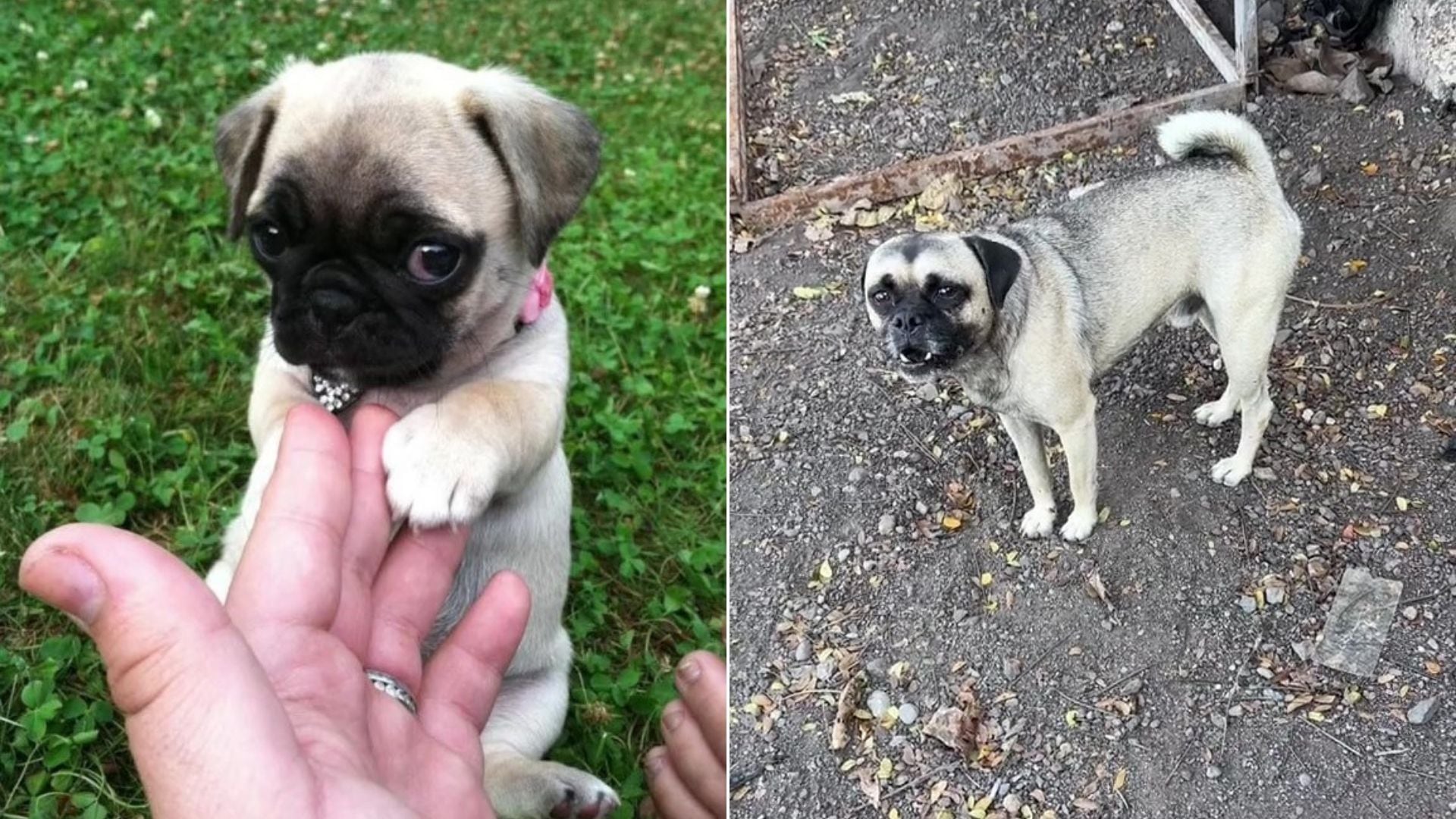 Compró Un Perro Pug Pero Se Dio Cuenta Meses Después Que Lo Habían Estafado Infobae