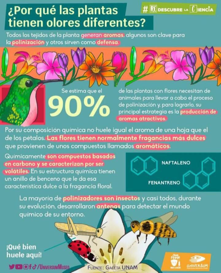 ¿por Qué Las Flores Tienen Olor Infobaeemk 0057