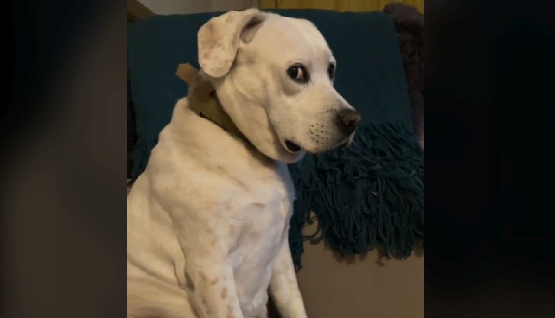 Perro Lanza ‘mirada De Desprecio Al Escuchar ‘mi Bebito Fiu Fiu Infobae