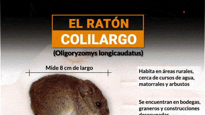 Hantavirus ¿qué Es Cómo Se Contagia Y Cómo Se Previene Infobae