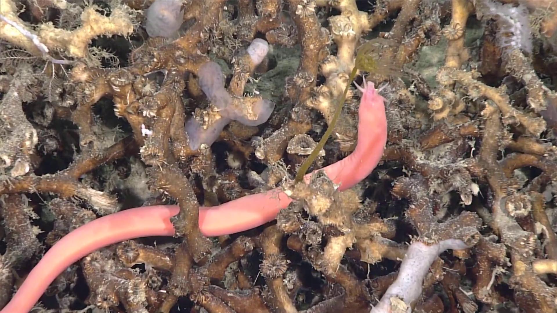 El enigmático pez bruja: un vestigio viviente de la historia de la ...